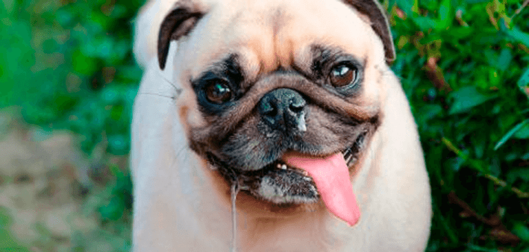 Tipos, síntomas, causas y tratamientos de los mocos en perros