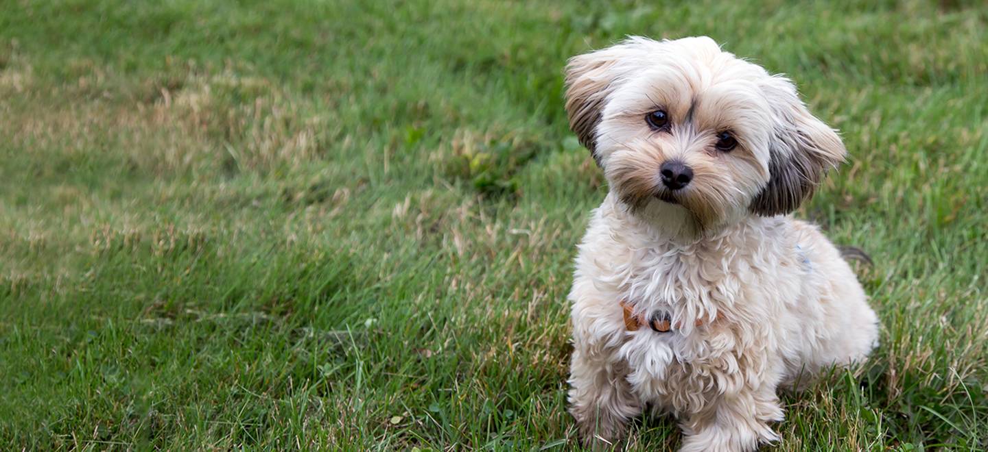 Características, cuidados y carácter del Morkie