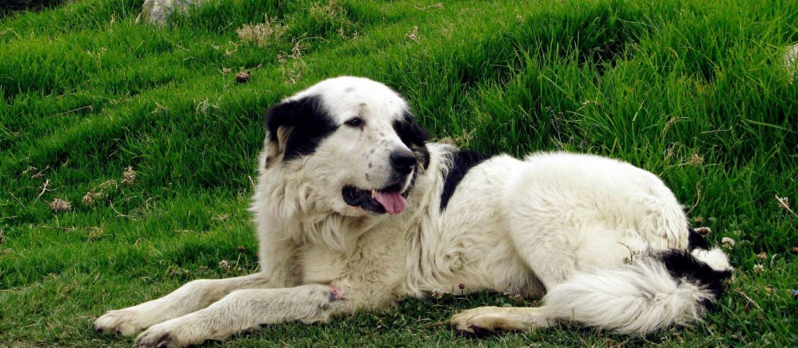 Qué curiosidades conoces sobre los perros Mucuchíes