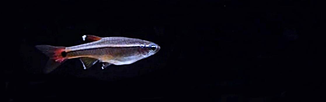 Cómo cuidar adecuadamente los neones chinos en tu acuario