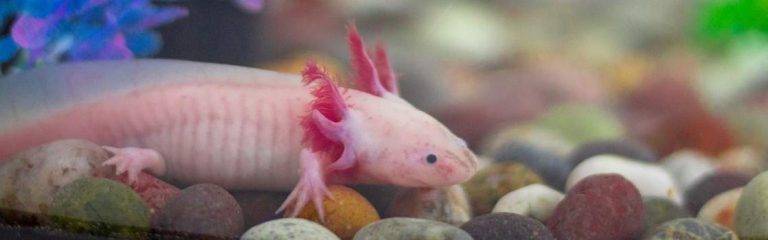 Criaturas acuáticas con patas: Nombres y características