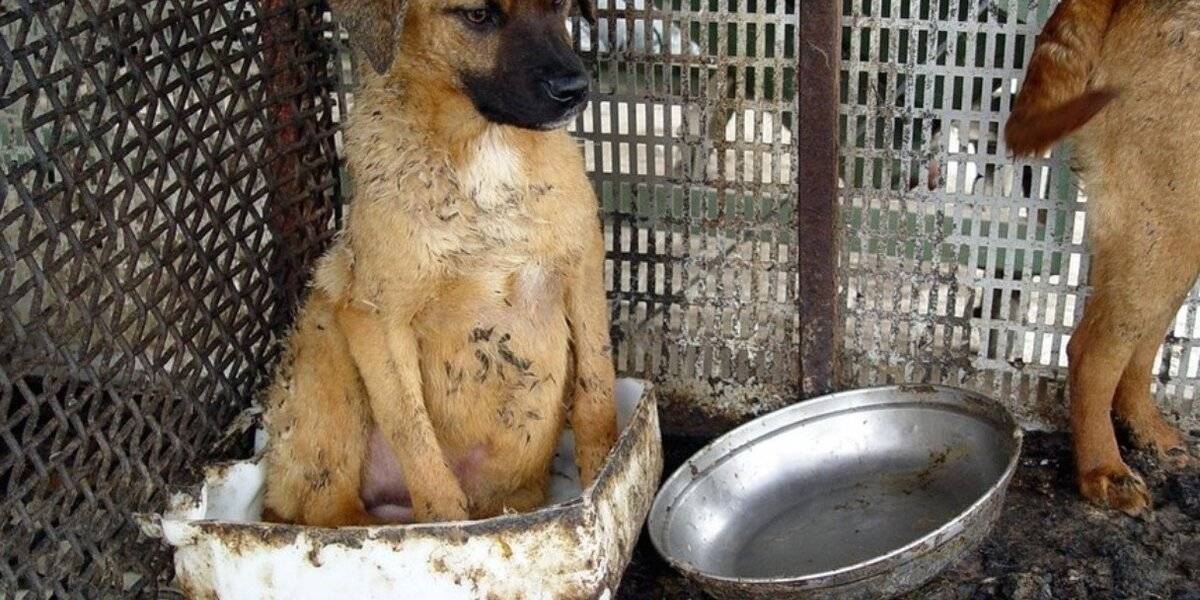 Conoces las 6 razas de perros coreanos más populares