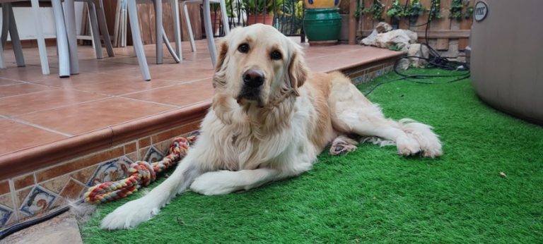 Cómo cuidar a un perro con cirugía de ligamento cruzado