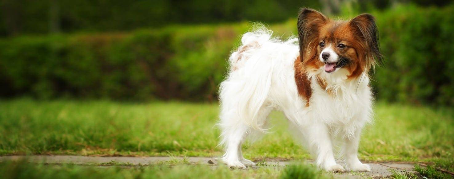 Qué características distinguen al Papillon de pelo corto