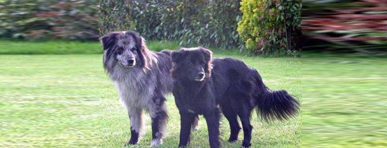 Características del Pastor de los Pirineos de Cara Rasa