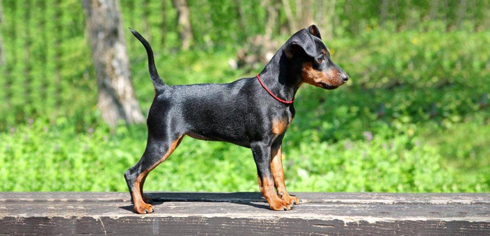 Qué razas de perros se caracterizan por tener pelaje corto