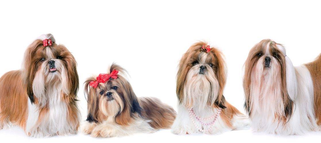 Cuáles son las razas de perros con pelo largo