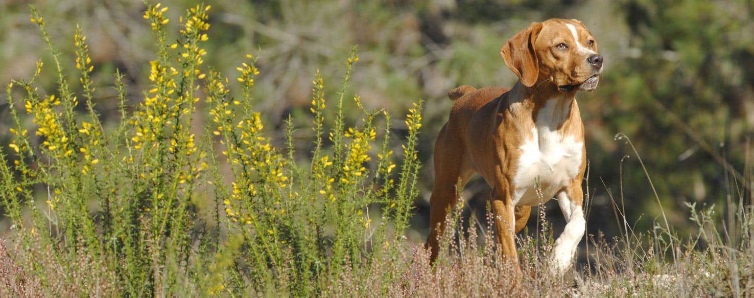 Perdigueiro Portugués: Origen, Carácter y Enfermedades