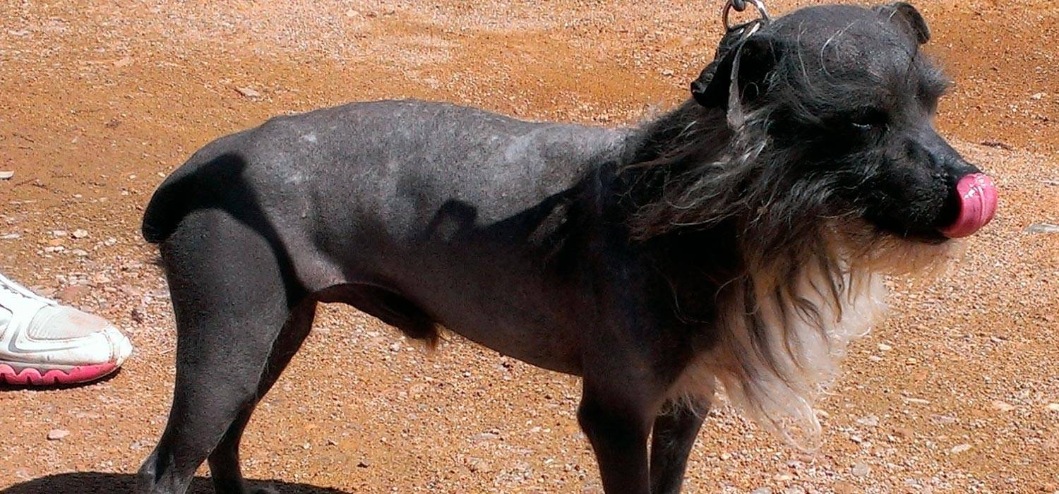 Cuáles son las 10 razas de perros sin pelo más fascinantes