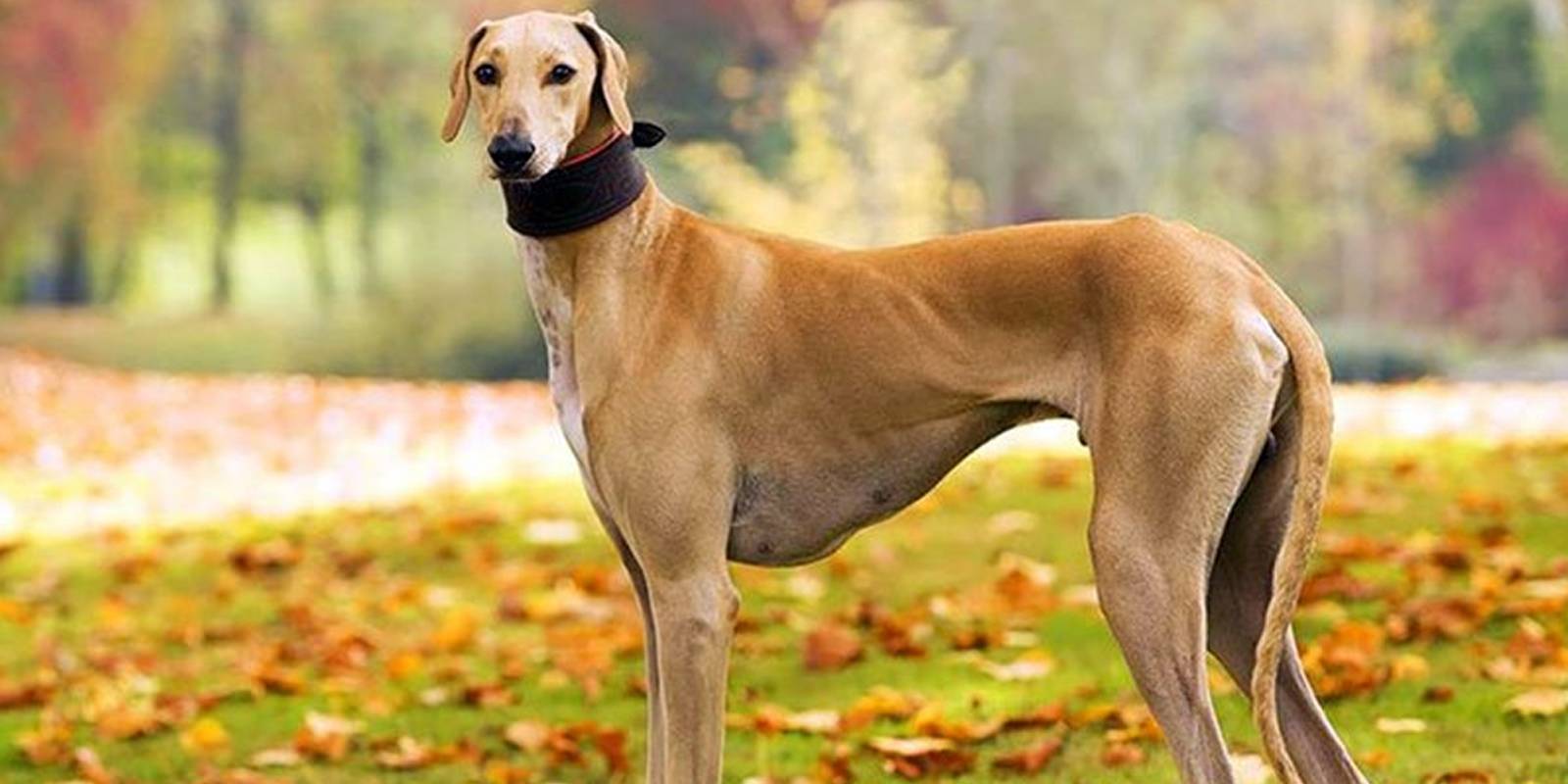 Cuáles son algunas razas de perros altas y delgadas