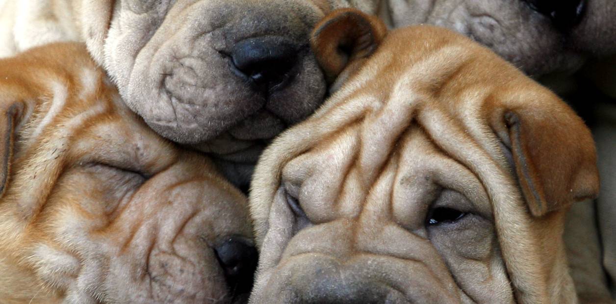 Cuáles son las 10 razas de perros con piel arrugada