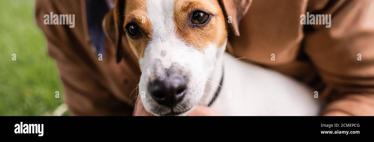Cuáles son las razas de perros que tienen manchas en su pelaje