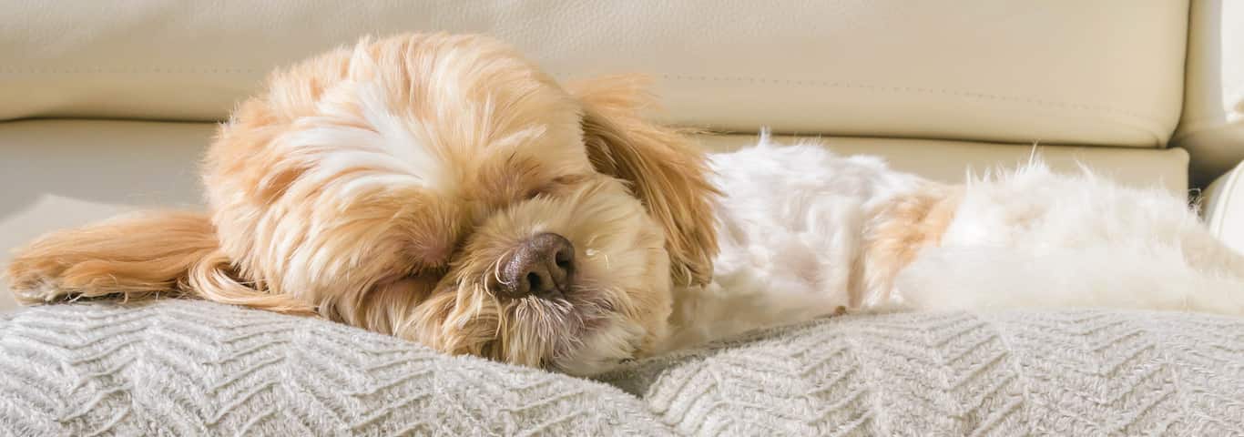 Cómo identificar si un perro está cansado y cómo ayudarle