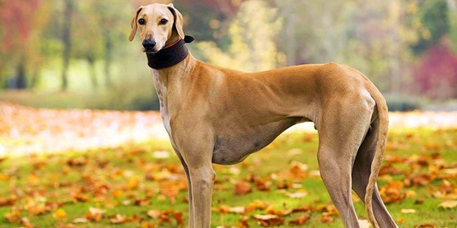 Conoces las fascinantes razas de perros alargados