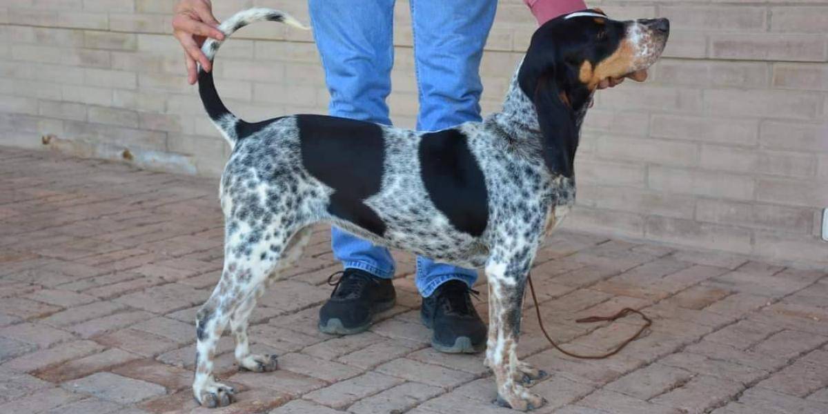 Qué características tiene el Sabueso Fino Colombiano