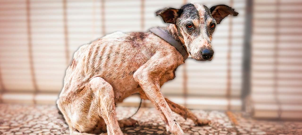Cómo puedes ayudar a un perro desnutrido
