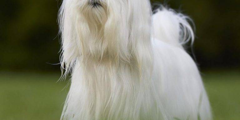 Cuáles razas de perros son consideradas las más elegantes