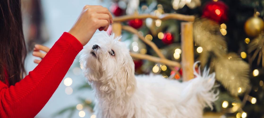 Cómo tratar el empacho en perros de forma natural