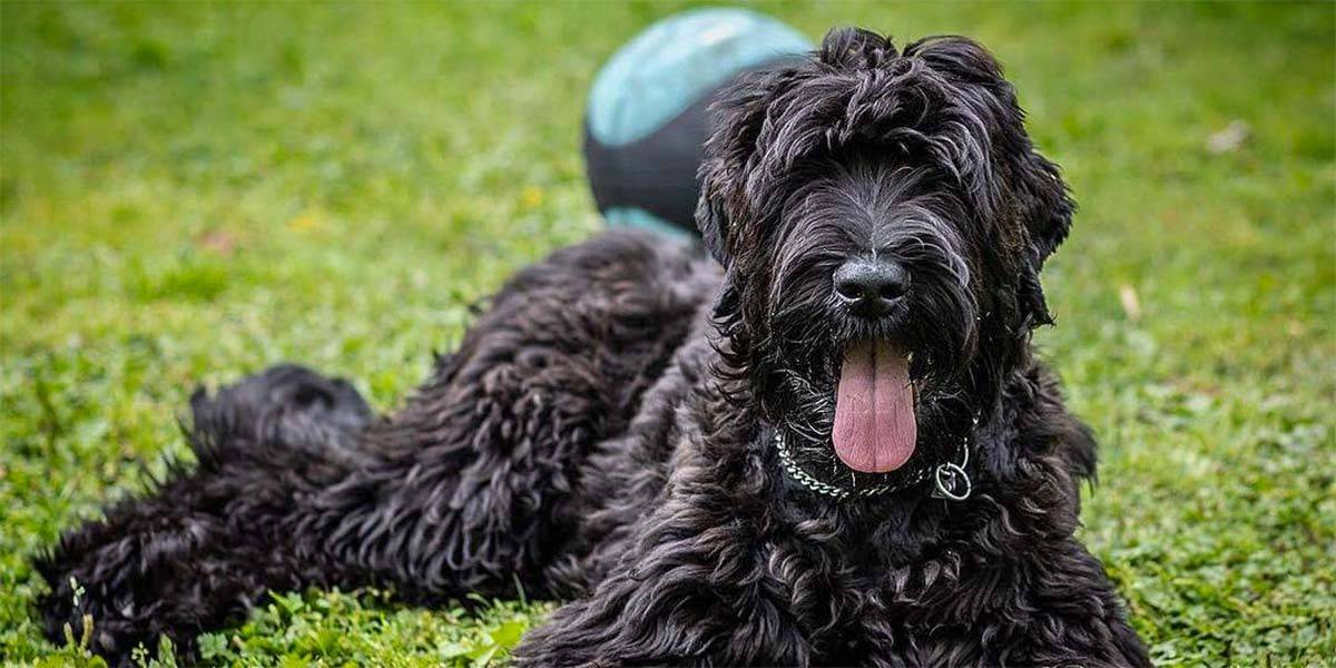 Cuáles son las razas de perros rusos grandes y gigantes