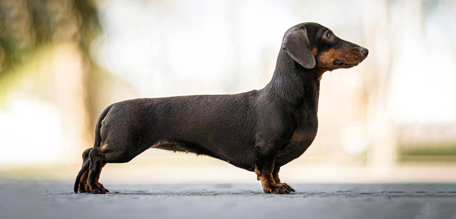 Cuáles son las razas de perros con patas cortas