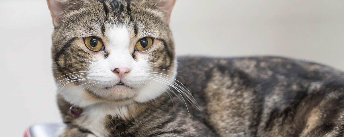Cómo afecta la PIF en gatos a su esperanza de vida