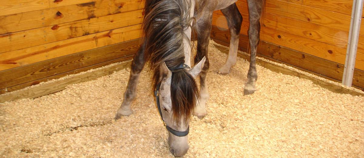 Cuál es la razón por la que un caballo se come sus heces