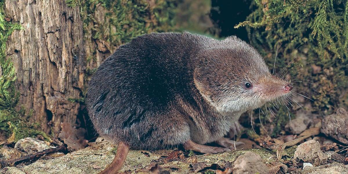 Qué comen las musarañas y sus particularidades alimenticias