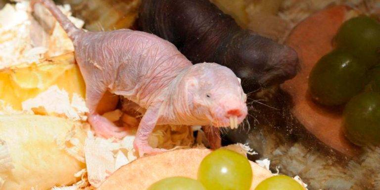 Cómo cuidar a una rata calva de forma adecuada