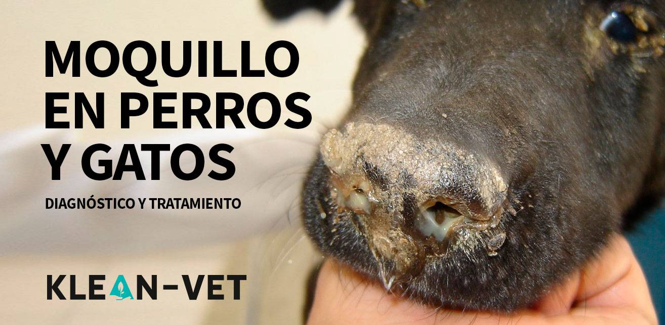 Cómo tratar el moquillo en perros con remedios caseros