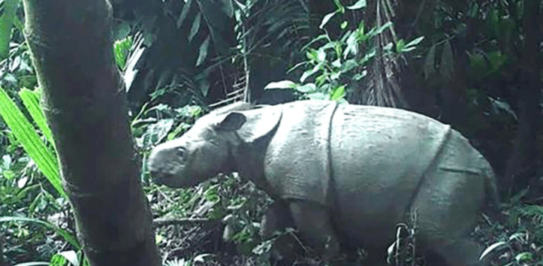 Qué características tiene el rinoceronte de Java