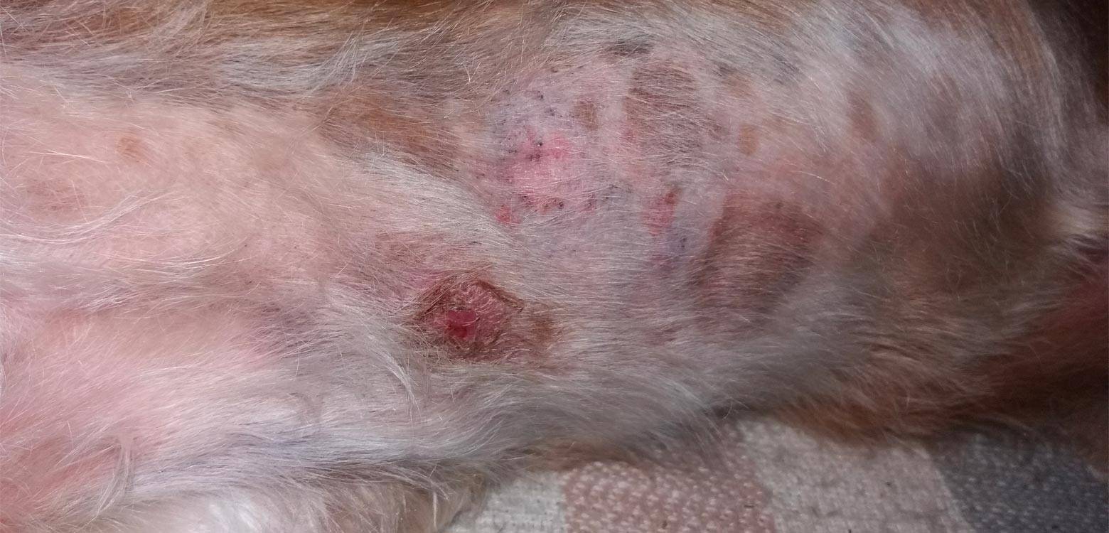 Cómo tratar las ronchas en mi perro de forma segura en casa