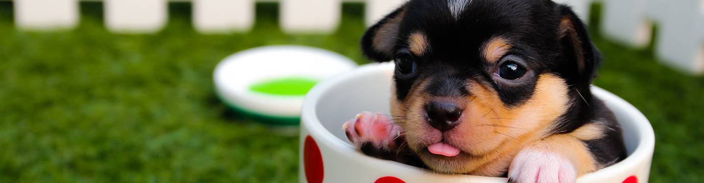 Infusiones de tomillo y hierbas benefician a los perros