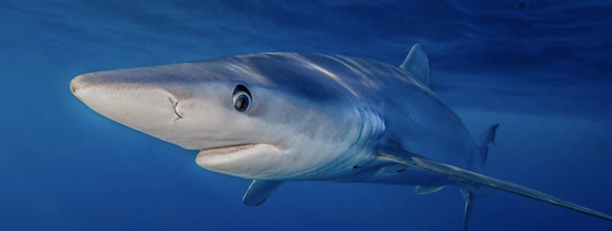 Tiburón Azul: Tamaño y peligrosidad de la Tiburón Tintorera