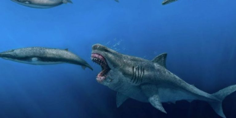 Puedes mencionar 7 especies de tiburones prehistóricos