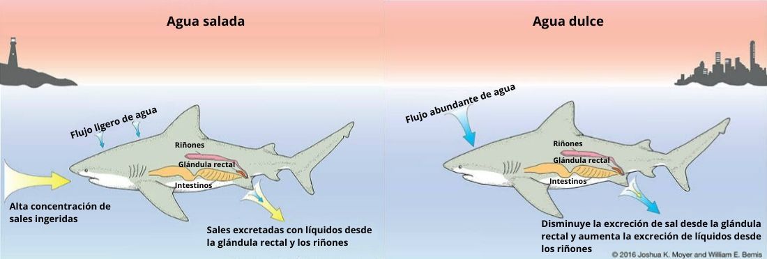 Tiburón Toro Bebé: Características, Hábitat y Curiosidades