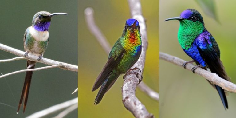 Cuáles son los tipos de colibríes que habitan en la naturaleza