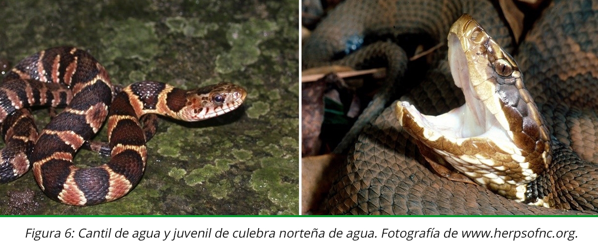 Tipos de culebras: Cuáles son las especies más comunes