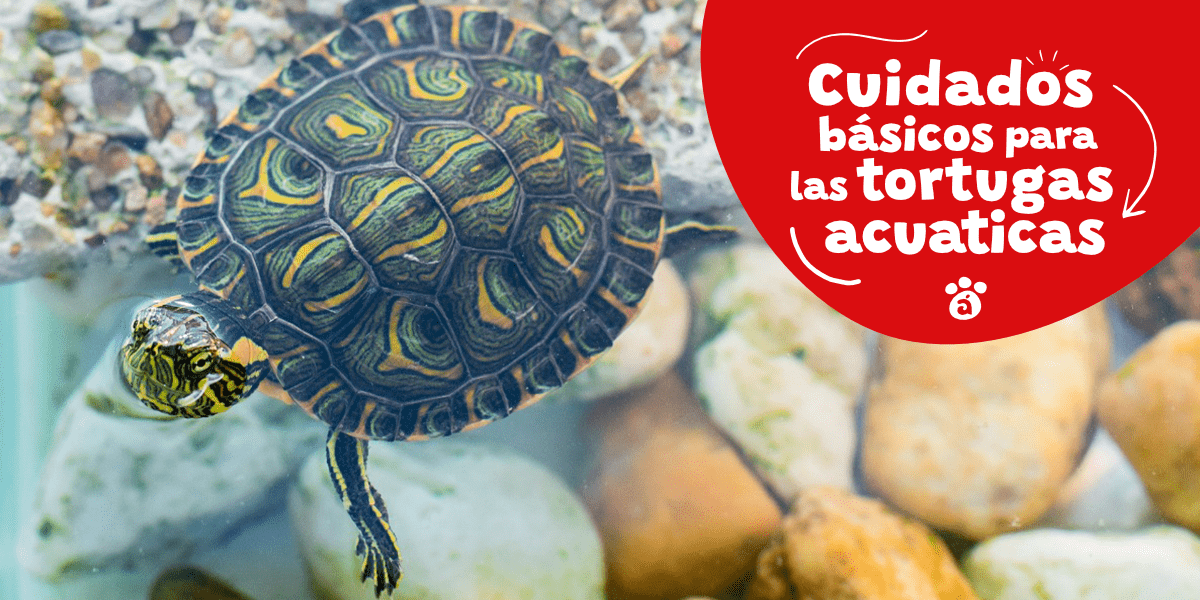 Cómo se cuidan las tortugas de agua pequeñas en casa
