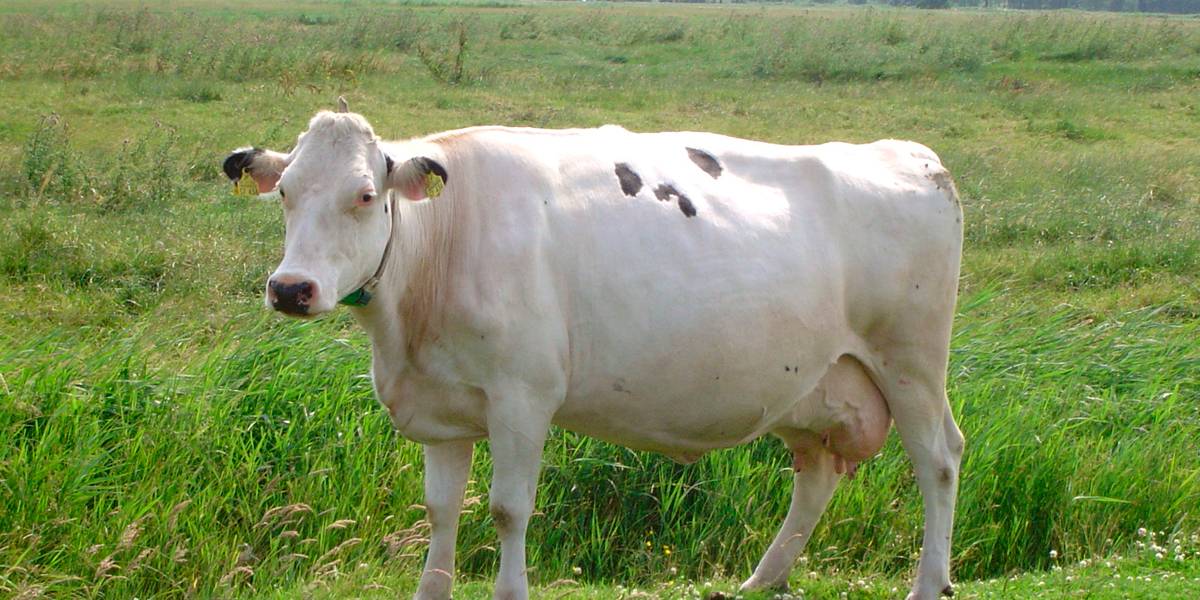 Cómo saber si una vaca está preñada: 5 señales claras