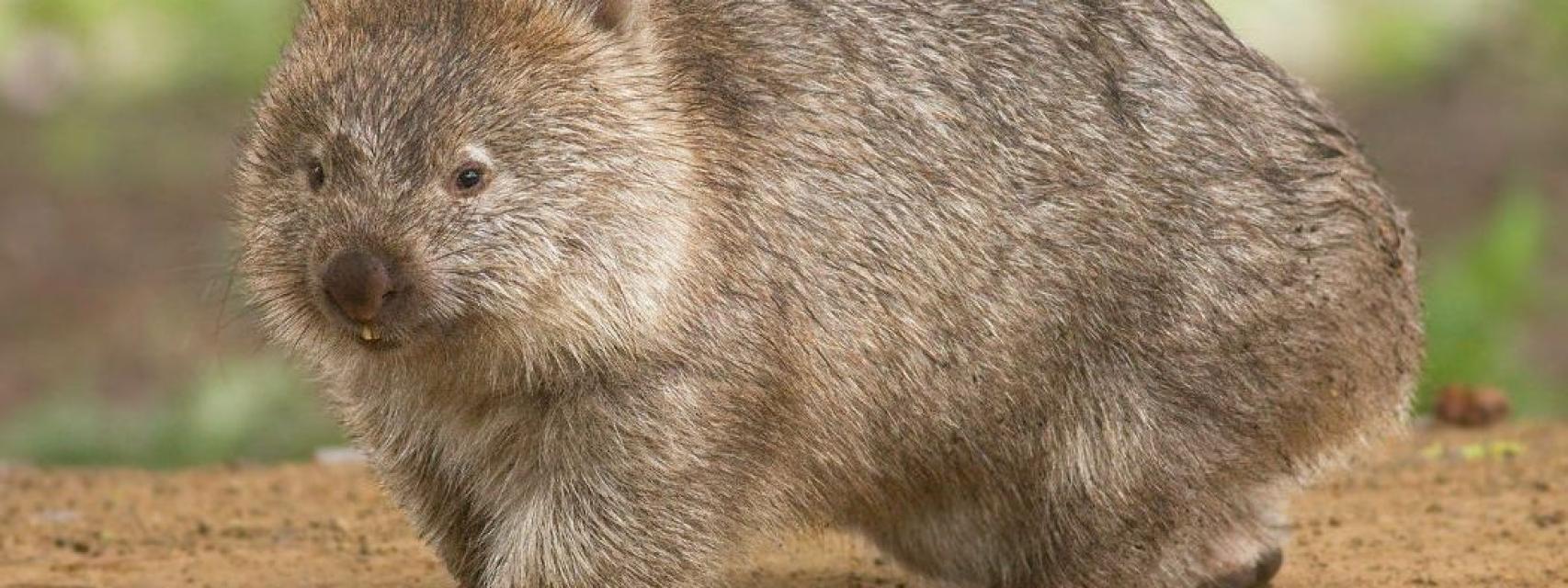 Características del Wombat: Tamaño, hábitat y curiosidades