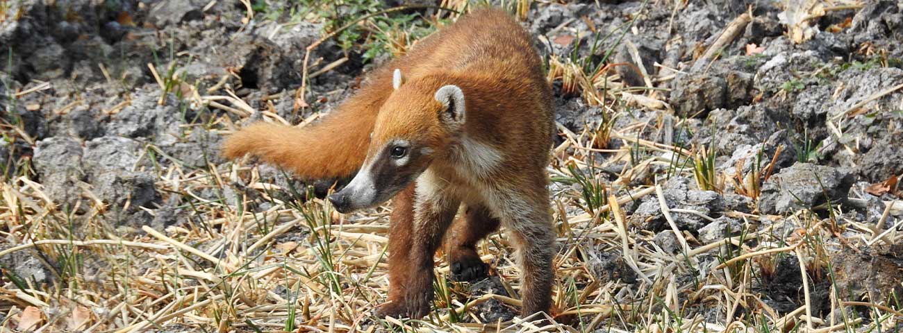 Cuál es la diversidad animal en Yucatán, México